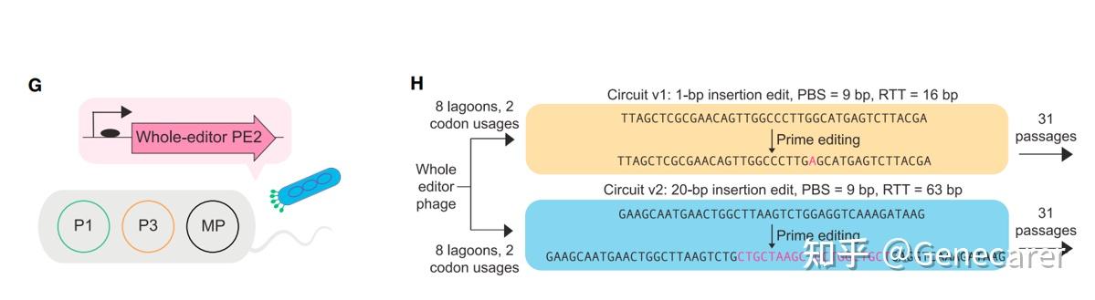 Primer Editor6（PE6)系统介绍！！ - 知乎