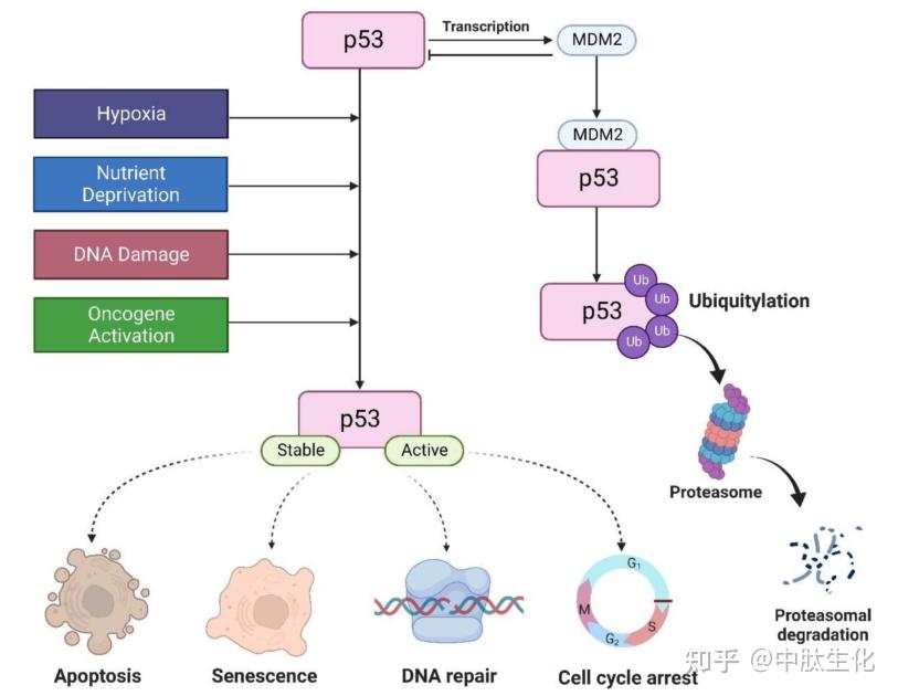 新加坡癌症科学研究所的研究者们发表重磅综述！P53在乳腺癌进展中的作用 - 知乎