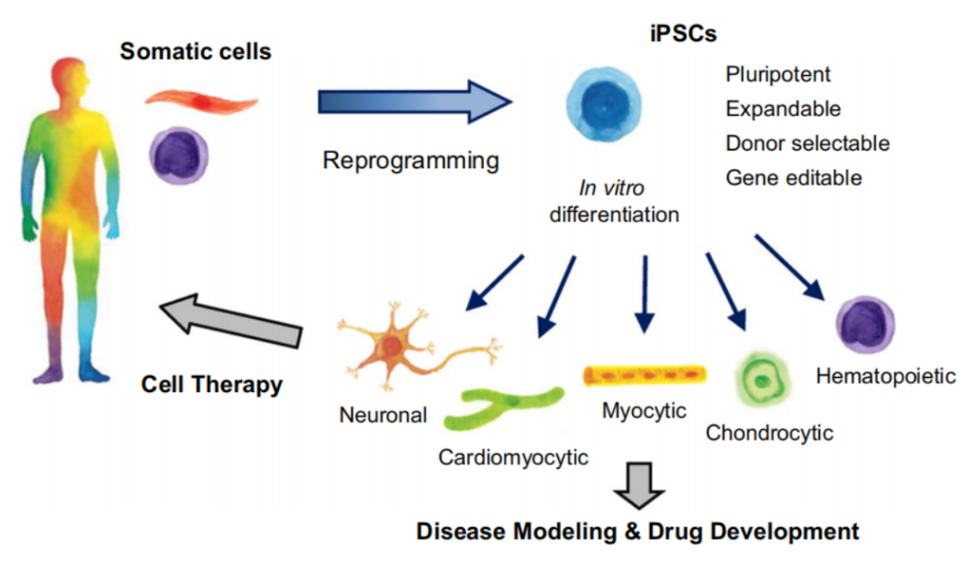 应用分享 | TPO用途之iPSC体外分化“人造血小板 - 知乎