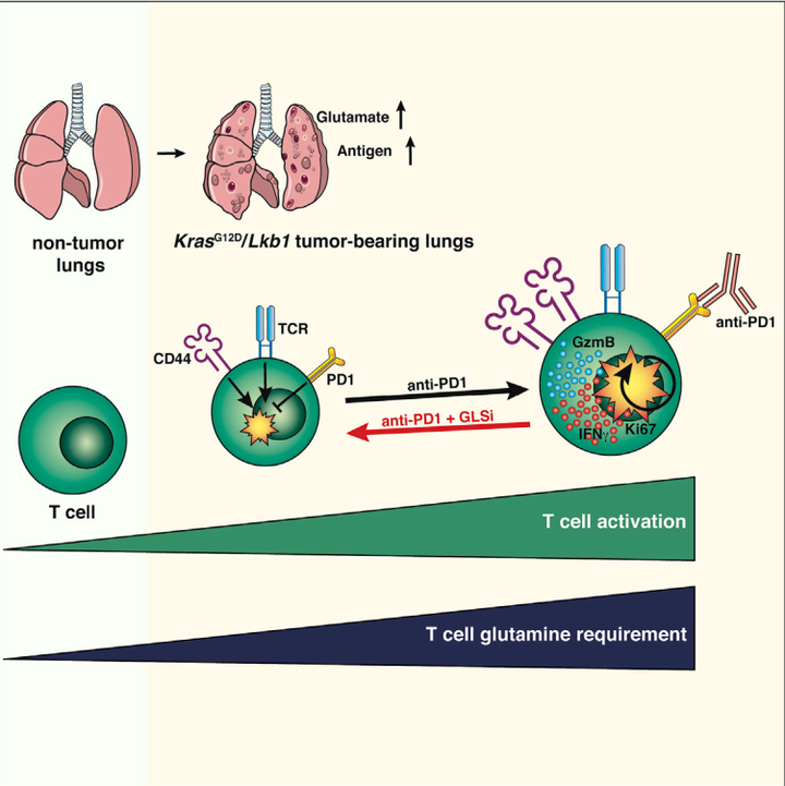 Cell Metabolism | 谷氨酰胺酶抑制损害 STK11-/Lkb1 缺陷型肺癌中 CD8 T 细胞的活化 - 知乎
