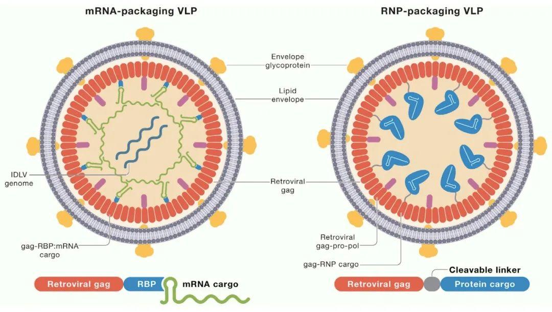Cell最新综述｜基因编辑疗法的体内递送技术总结 - 知乎