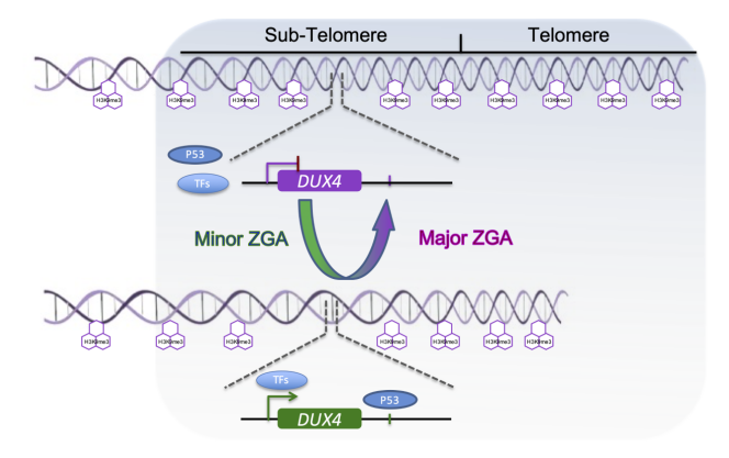 iScience︱中信湘雅林戈/冷丽智/曾思聪团队发现端粒参与了早期胚胎合子基因组激活 - 知乎