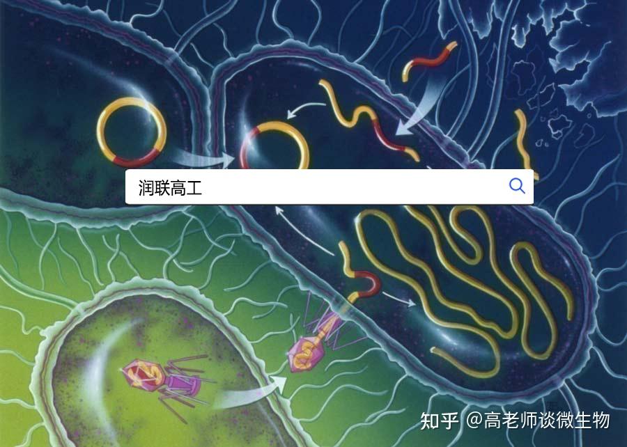 噬菌体在发酵中，来源、检测、防治、抑制一文全懂 - 知乎
