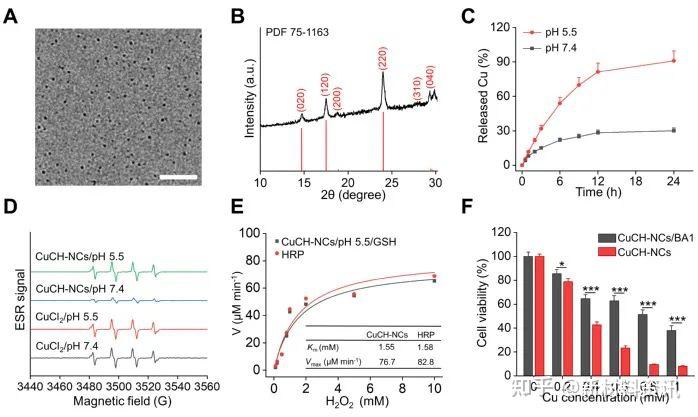 苏大【AM】pH响应性生物矿化铜基前酶协同抗肿瘤效应 - 知乎