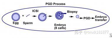 pgd、pgs、pgt的过去、现在和未来 - 知乎