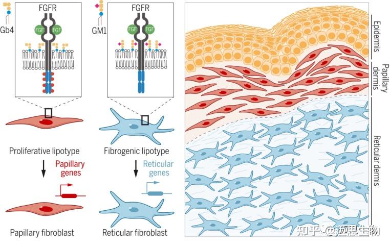 FGF2：纷繁复杂的调控因子 - 知乎