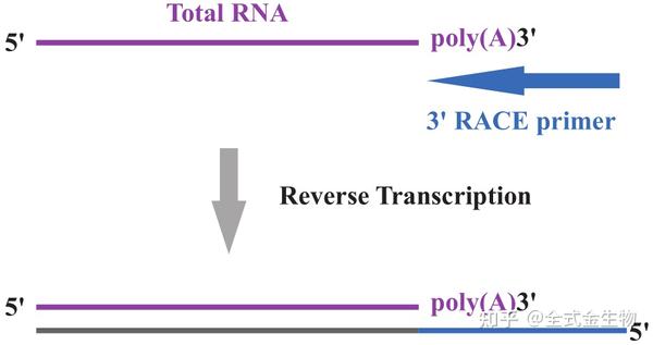 cDNA全长扩增，RACE技术了解一下 - 知乎