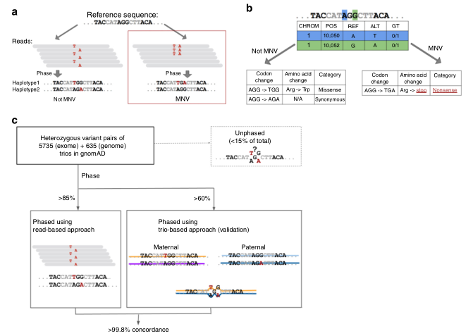 Nat Comm. | 15万人类基因组中多核苷酸变异（MNV）的起源及功能研究 - 知乎