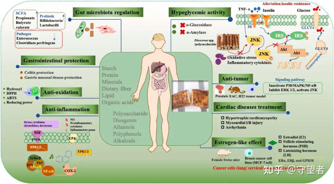 Trends in Food Science & Technology：山药营养价值、有益作用以及在食品和医药中的应用 - 知乎