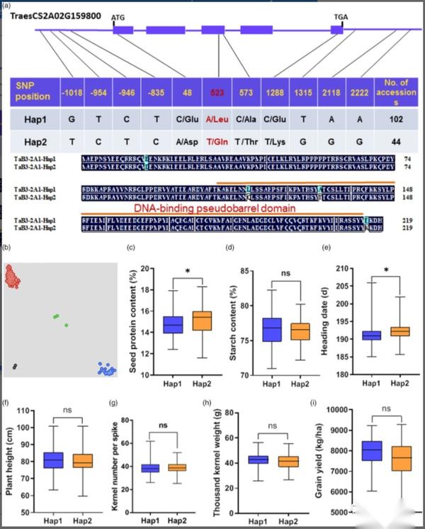 【Plant Biotech J】转录因子Glu-1的高效蛋白质组鉴定：小麦TaB3-2A1功能验证的案例 - 知乎