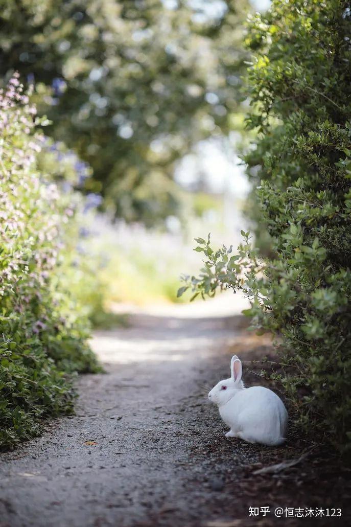 如何区分兔子的英文表述bunny、rabbit和hare | 学英语 - 知乎