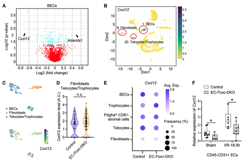 EMBO Reports丨内皮细胞 FOXC1 和 FOXC2 促进缺血再灌注损伤后的肠道再生 - 知乎