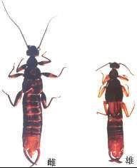 【动物界全系列】革翅目—蠼螋亚目