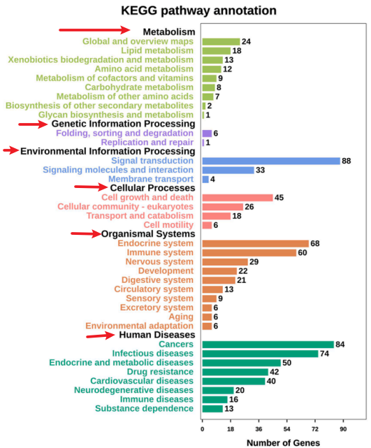 【单细胞高级绘图】07.KEGG富集结果展示 - 知乎