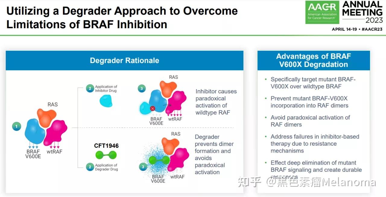 【2023AACR】Braf靶向耐药问题有了新希望 - 知乎
