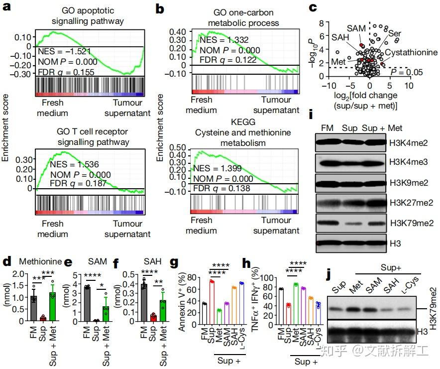 【Nature论文拆解】癌症SLC43A2改变T细胞甲硫氨酸代谢和组蛋白甲基化 - 知乎