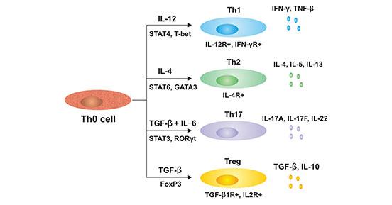 Th1细胞因子 - 知乎