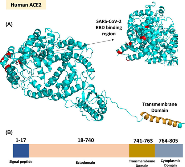 一种阻抗滴定检测新冠病毒的方法 - 知乎