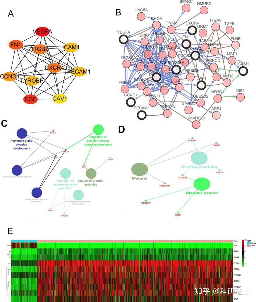 Cytoscape结合实验验证发5分+SCI - 知乎