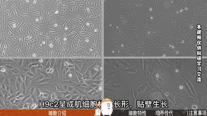 H9c2细胞培养，大鼠胚胎心肌细胞培养攻略-丰晖生物 - 知乎