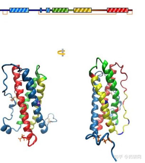 脱发领域尚待挖掘之地：PRLR - 知乎