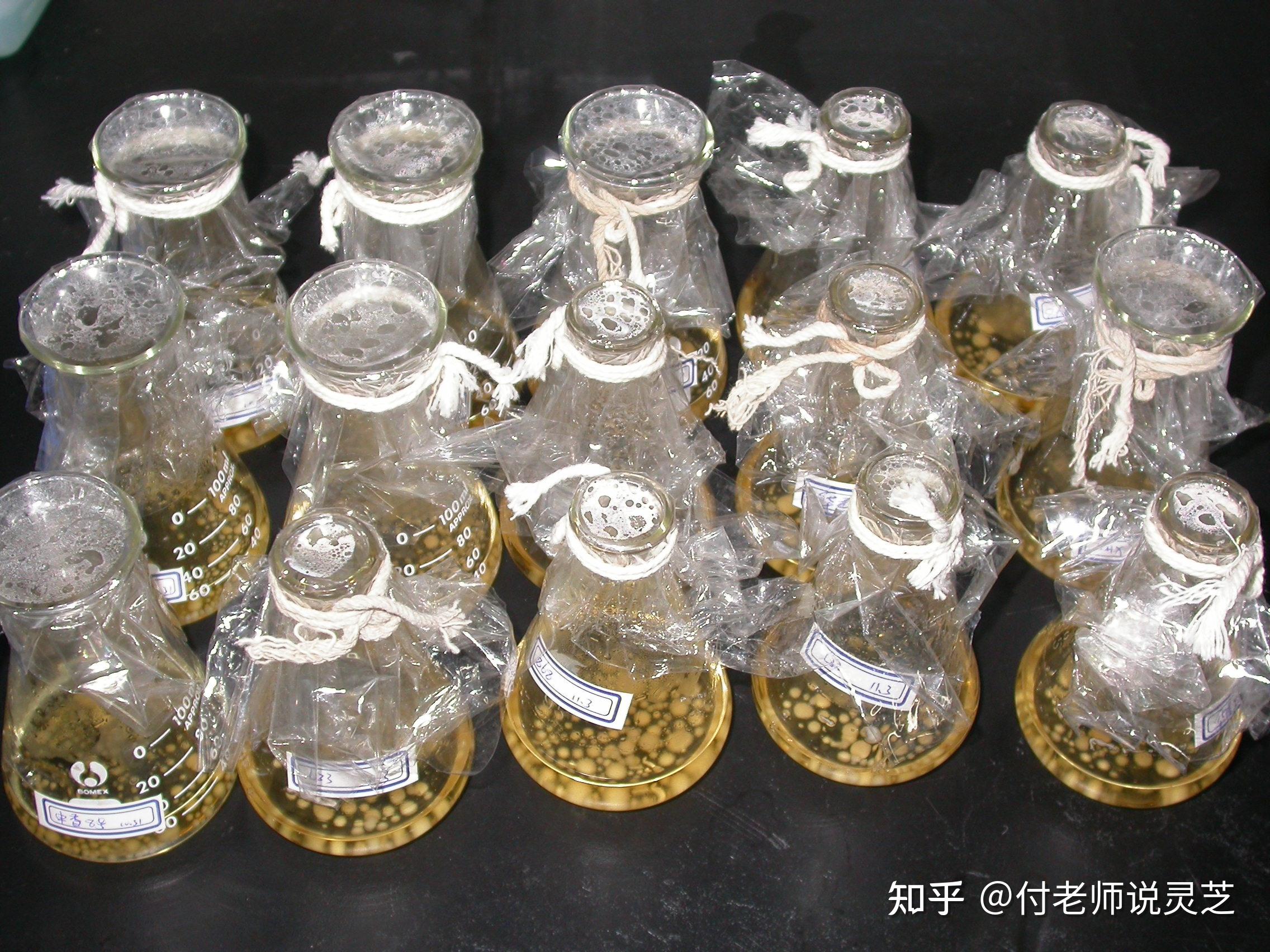 药用菌栽培——发酵培养 - 知乎