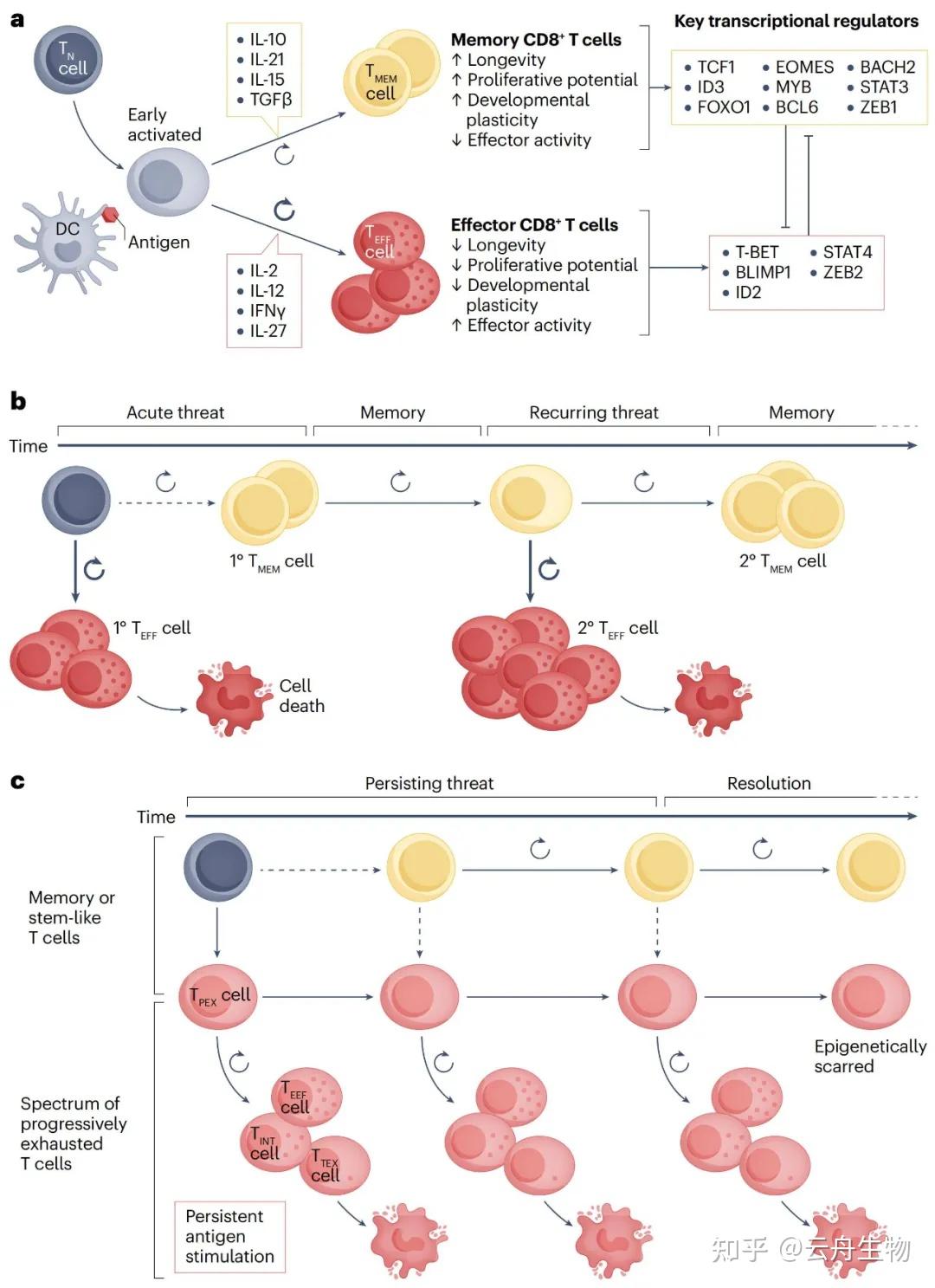 国自然热点！一文讲清T细胞耗竭的发生和结局 - 知乎