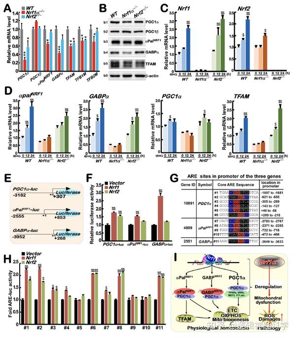 专家点评 Redox Biol︱Nrf1是维护细胞线粒体稳态而不可或缺的一个氧化还原决定因子 - 知乎