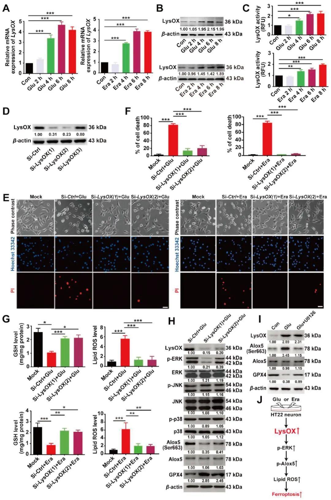APSB | 湘雅毛小元/刘昭前·兰大金卫林教授等合作揭示铁死亡与癫痫脑损伤之间的分子机制 - 知乎