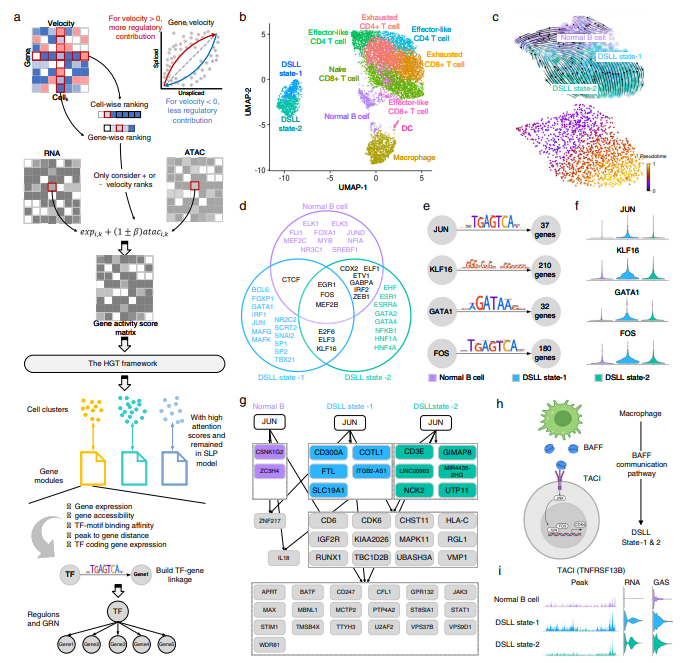 Nat. Commun. | 基于异构图Transformer的单细胞生物网络推理 - 知乎