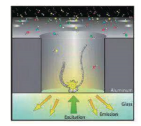 Pacbio全长微生物多样性测序原理及实测结果展示 - 知乎