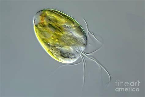 【古菌域全系列14】隐藻界Cryptista：隐于世间而影响世界 - 知乎