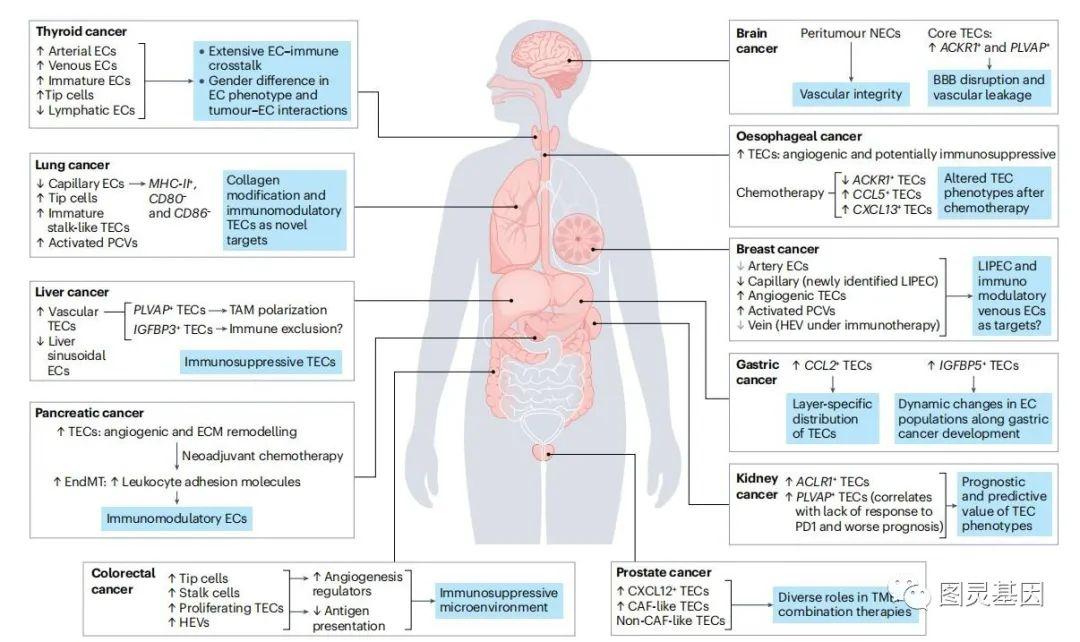 Nat Rev | 从单细胞组学了解肿瘤内皮细胞的异质性和功能 - 知乎
