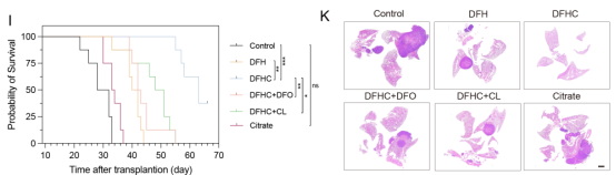 施剑林院士课题组JACS：雾化吸入式纳米铁剂治疗早期肺癌 - 知乎