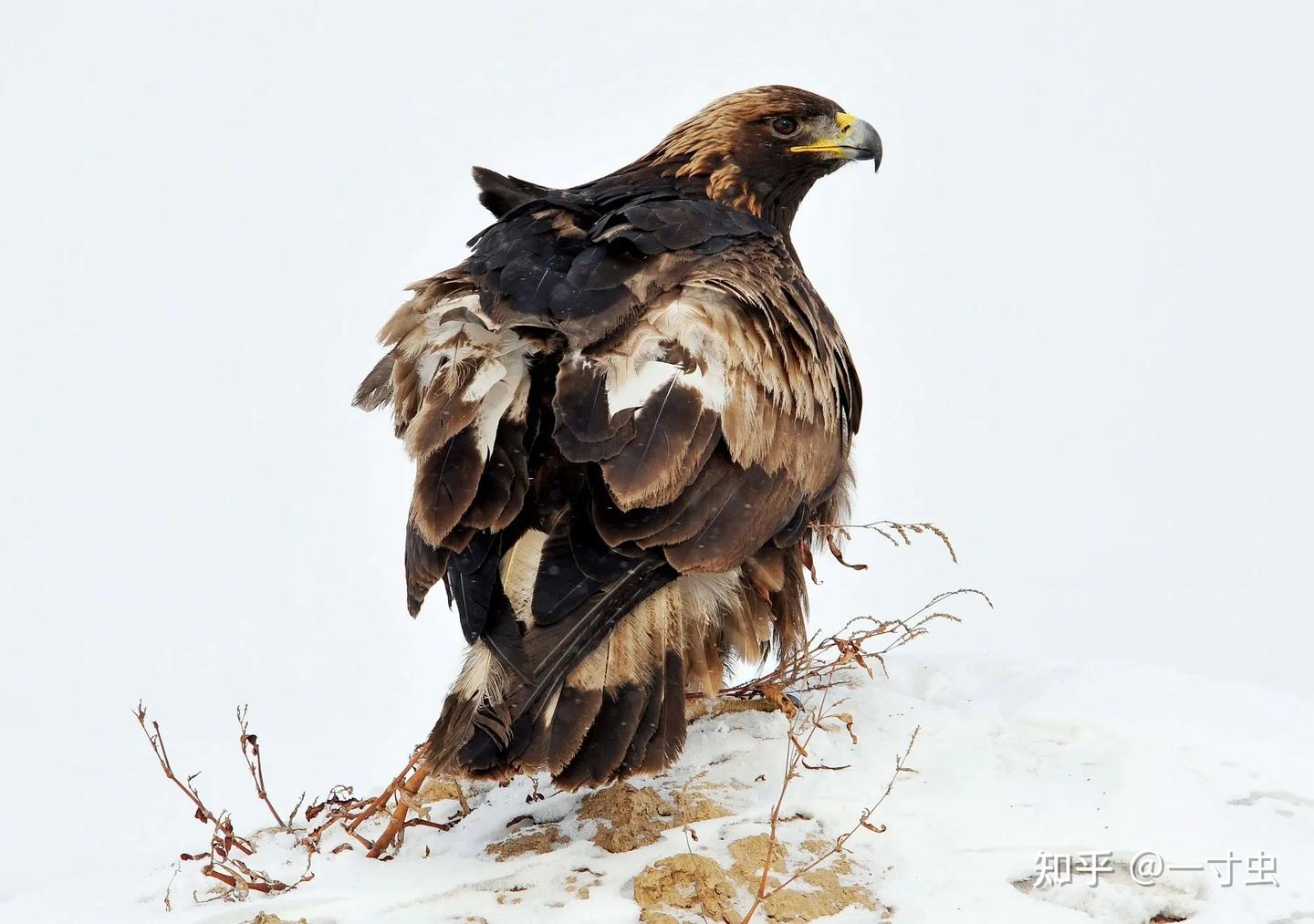 号称猛禽之王的金雕，有啥特别之处？空中击杀天鹅，地面捕食野狼 - 知乎