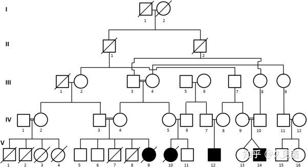 80人近亲繁殖300年，已达30万人，近亲诅咒如何被美国人打破？ - 知乎