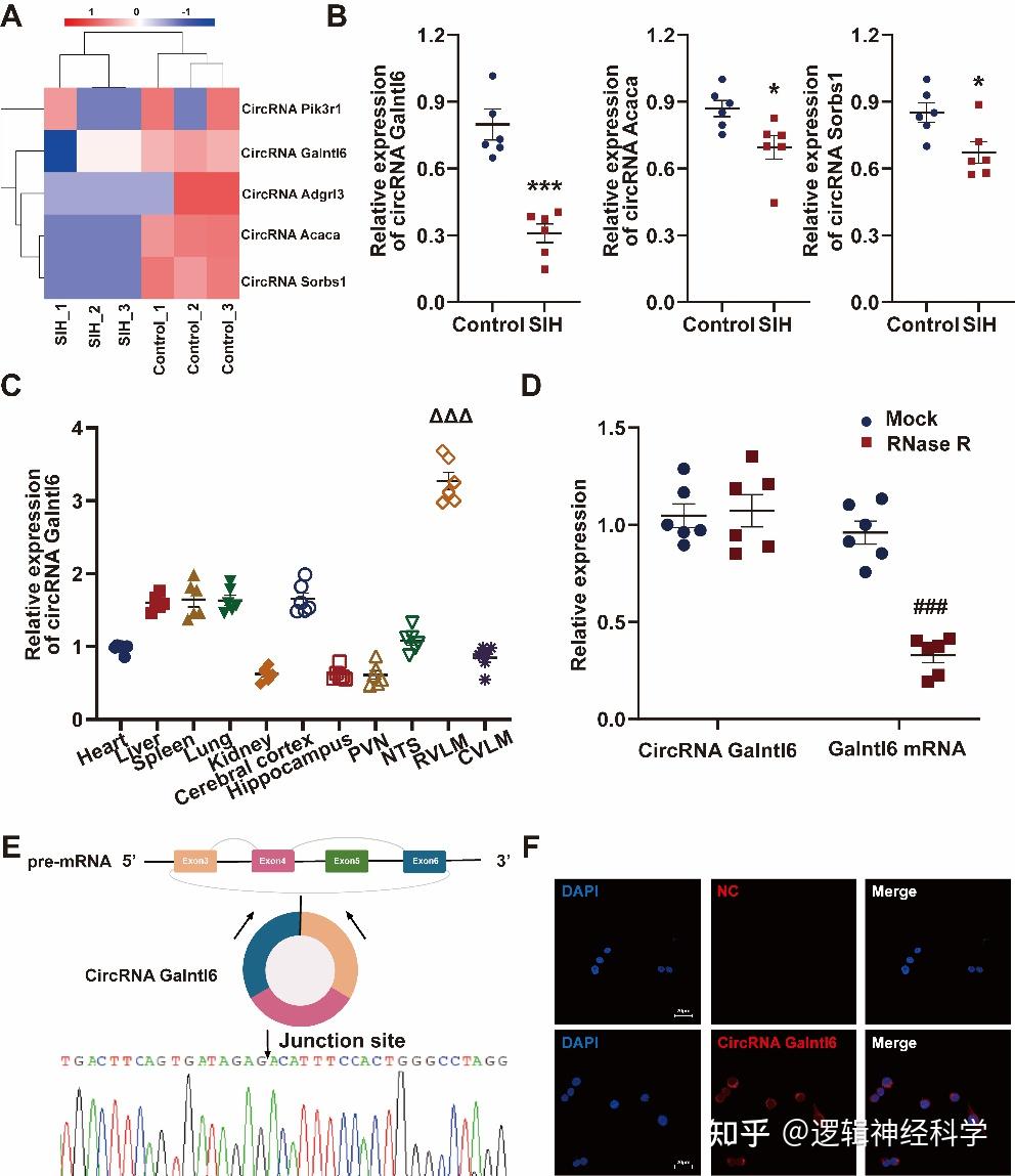 Redox Biol—杜东书/张帅团队揭示RVLM 环状RNA Galntl6通过miR-335/Lig3轴调控应激性高血压机制 - 知乎
