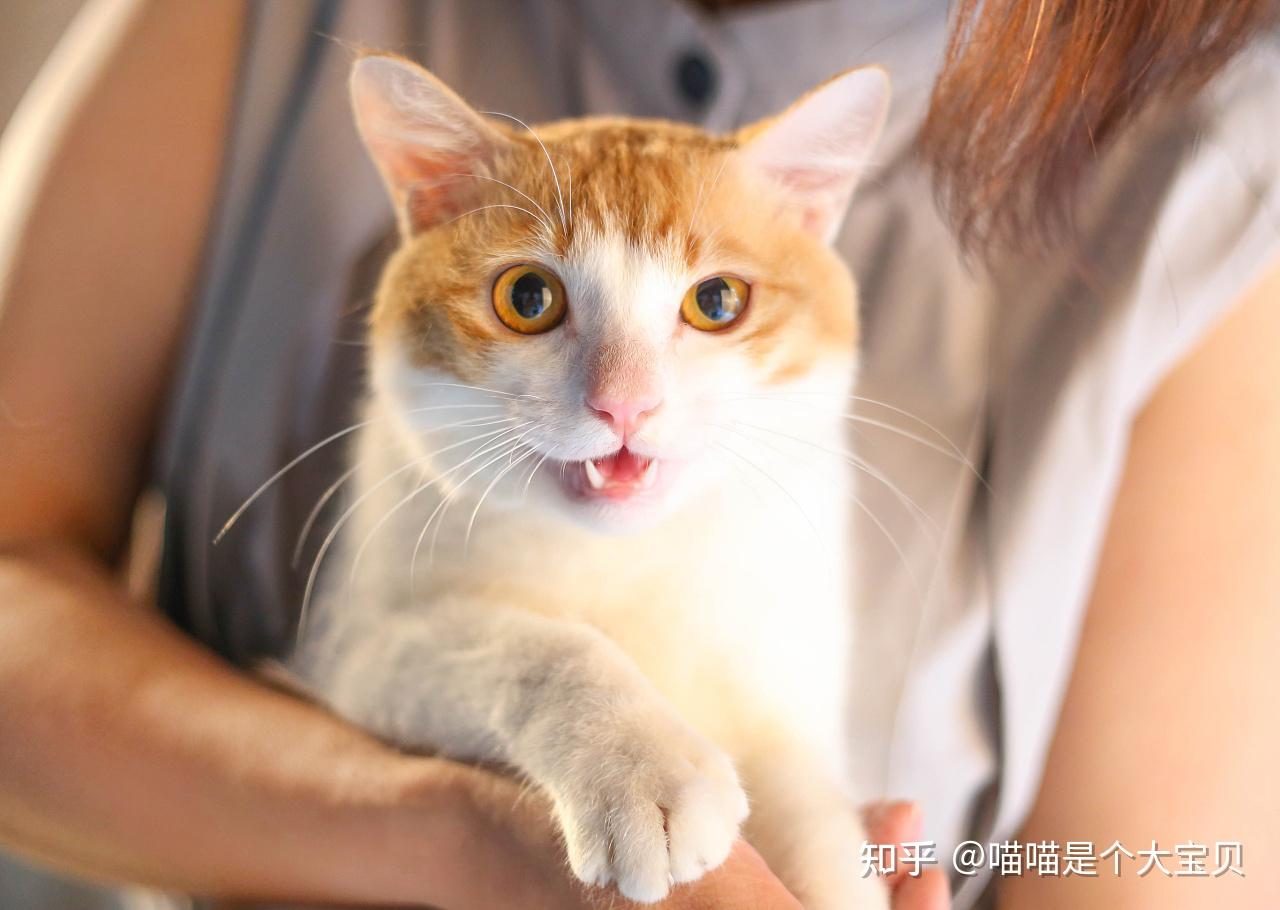 养猫五大“麻烦”，当你能轻松应对，就是合格铲屎官 - 知乎