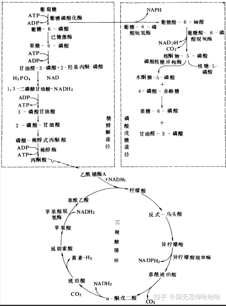 EMP/TCA/PPP途径 - 知乎