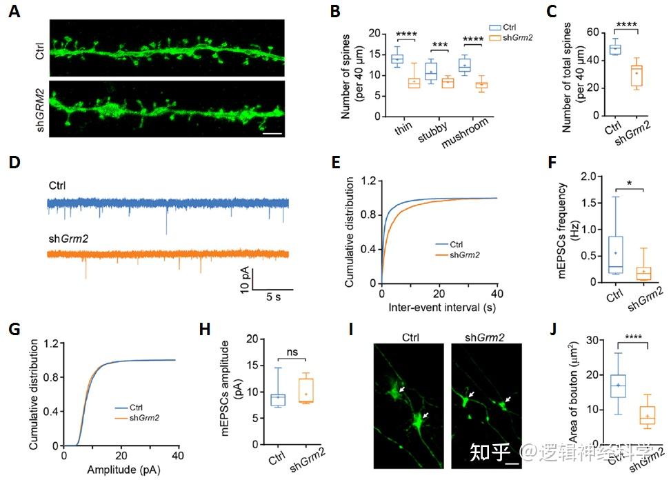 J Neurosci︱浙江大学王朗课题组揭示成体海马新生神经元发育及功能整合的新机制 - 知乎
