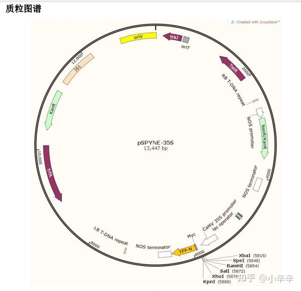 求BiFC载体序列（pSPYCE-35S+pSPYNE-35S） - 知乎