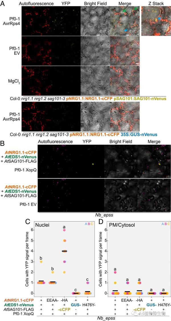 PNAS | 塞恩斯伯里实验室和马普所研究揭示抗病小体参与植物免疫受体信号传递的机制！ - 知乎