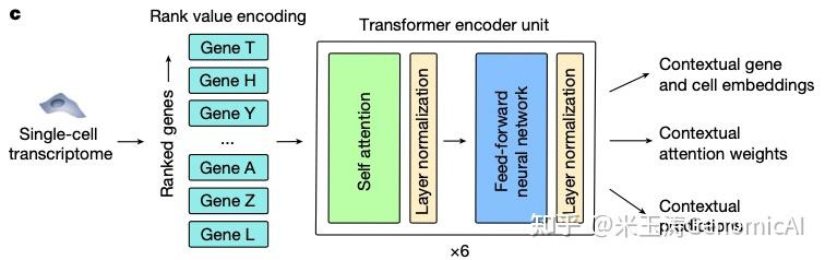 Nature｜第一个计算生物学大模型Geneformer用于下游任务微调 - 知乎