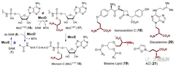 刘鸿文教授NPR综述│SAM不仅仅是甲基供体 - 知乎