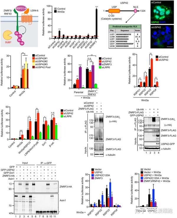 USP42保护ZNRF3/RNF43免受R-spondin依赖性清除并抑制Wnt信号 - 知乎