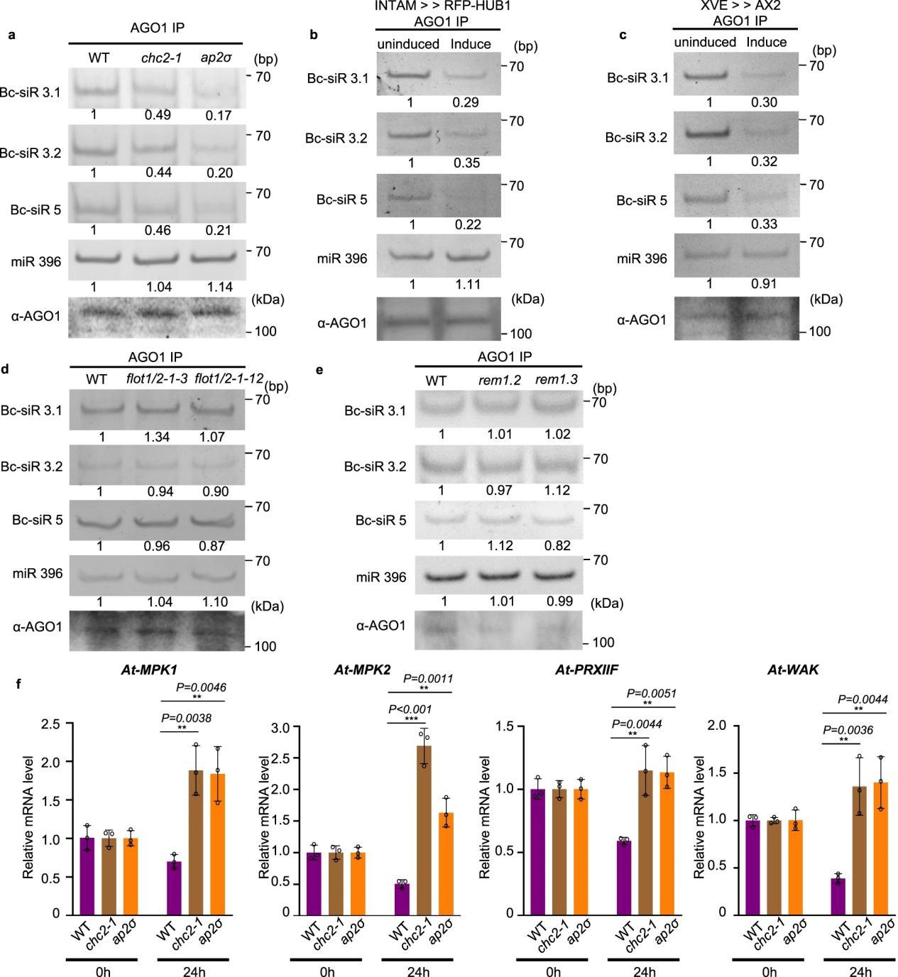 EVs帮助真菌小RNA进入植物细胞 - 知乎