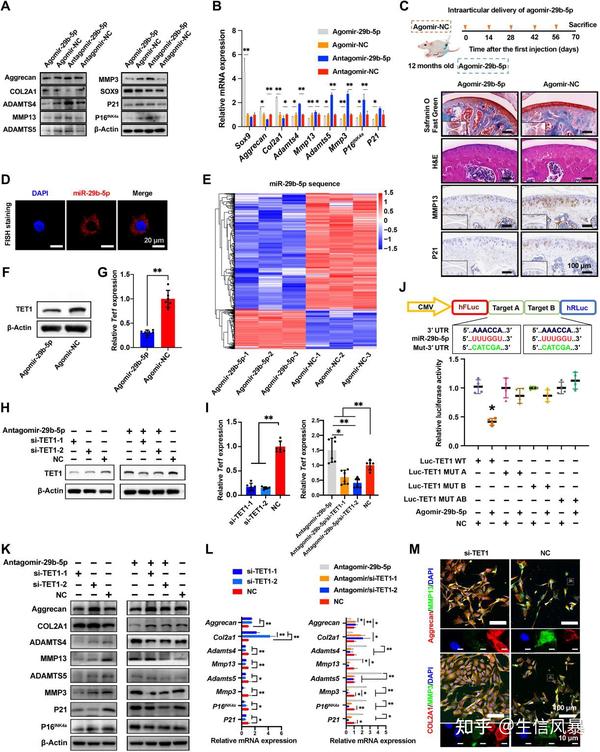 Science:miR-29b-5p通过抑制衰老促进软骨再生 - 知乎