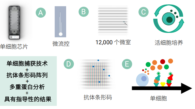 单细胞功能蛋白组学用于工艺流程优化研究方案——助力Iovance TIL 工艺优化 - 知乎