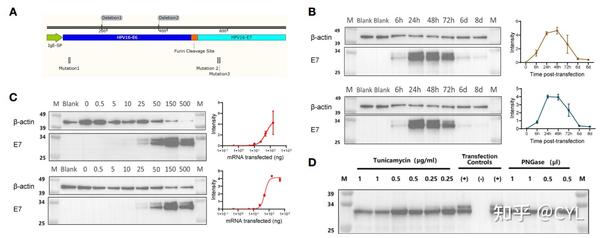 【文献翻译】基于HPV16 E6/E7的mRNA疫苗对携带侵袭性HPV阳性病变的小鼠具有治疗作用 - 知乎
