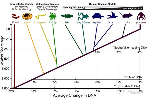 分子钟（Molecular clock） - 知乎